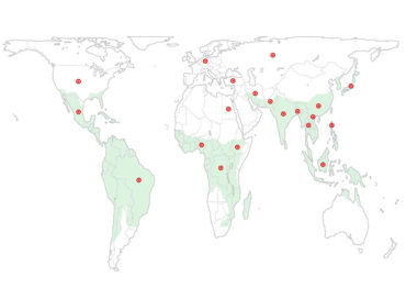 Lund University / 2013-ENG – bambusa espinosa
